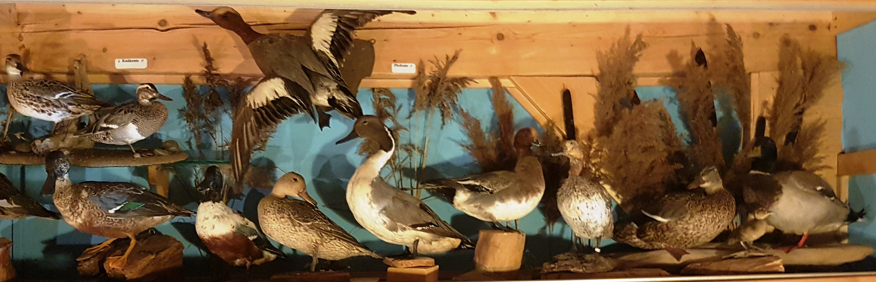 Enten I | Lorenz Oken Institut